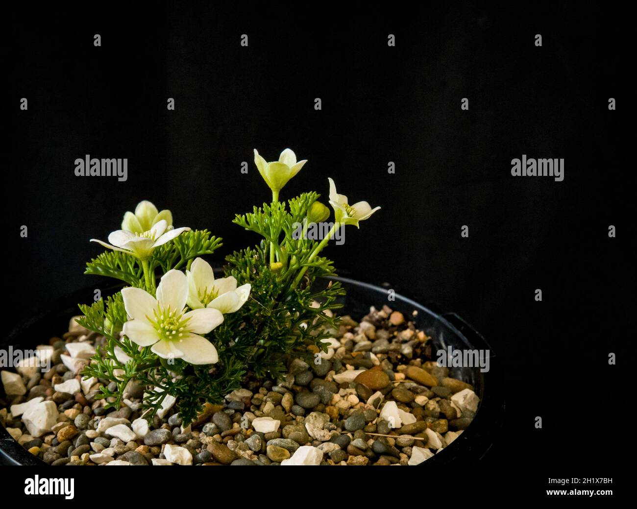 White flowers of the smallest clematis - alpine Clematis marmoraria, or ...