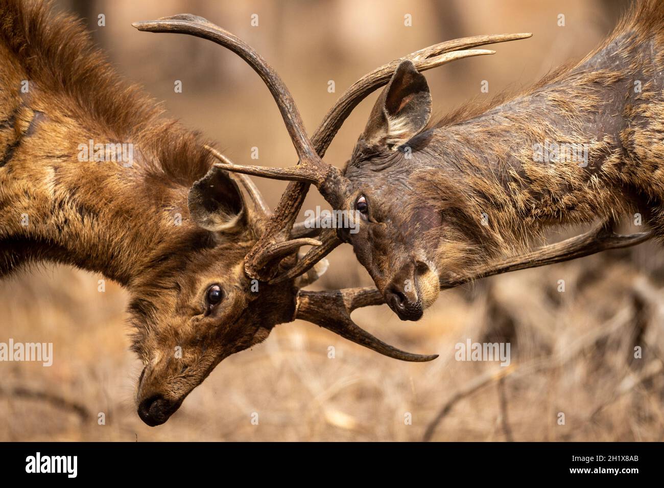 Two fully adult angry male Sambar deer in action fighting with their ...