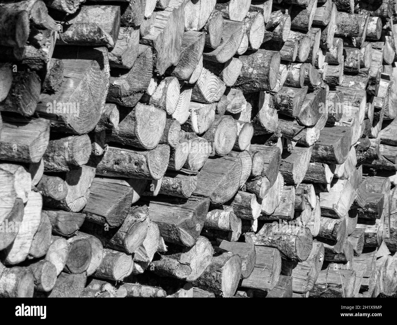 Winter forest logs Black and White Stock Photos & Images - Alamy