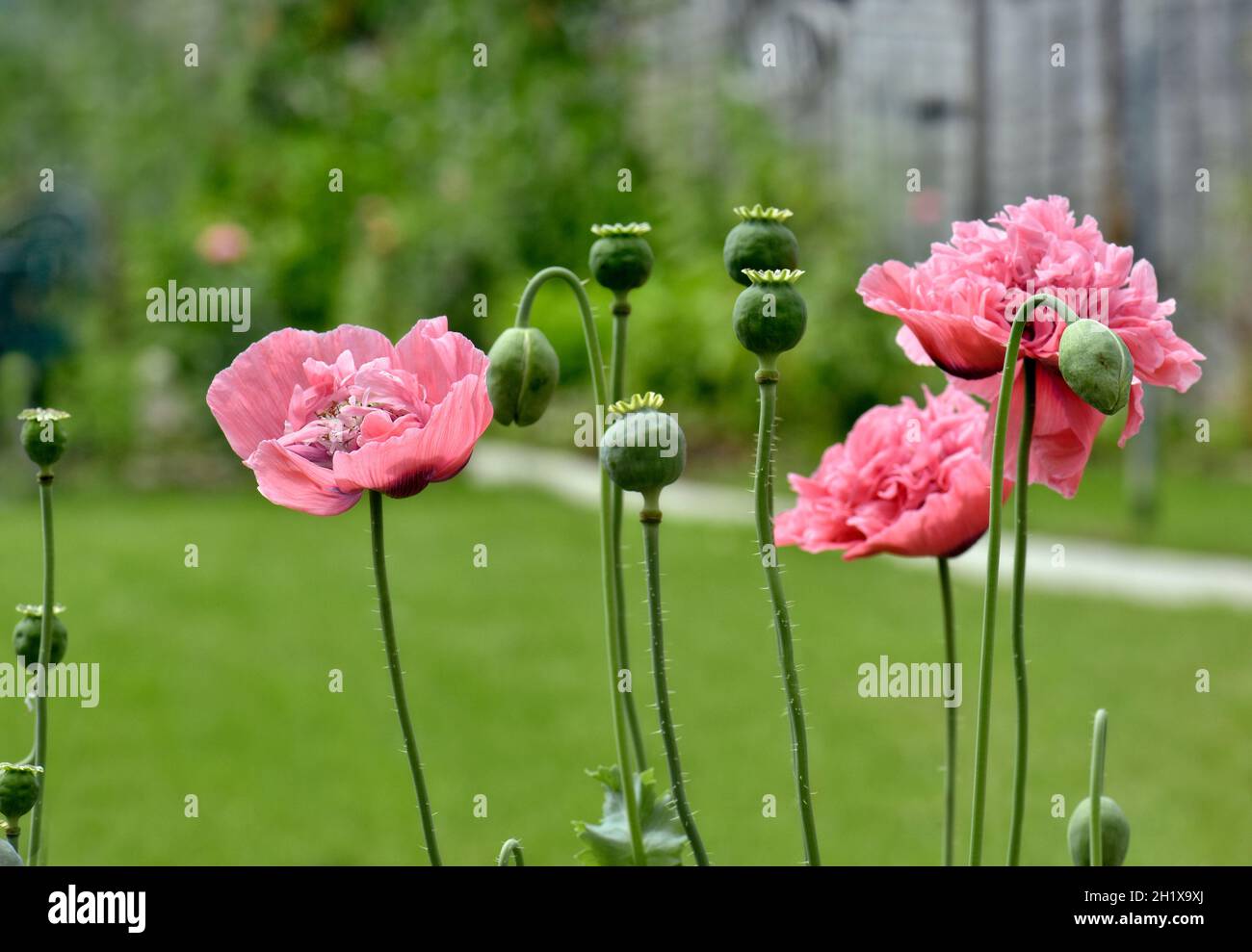Fluffy pink flowers hi-res stock photography and images - Alamy