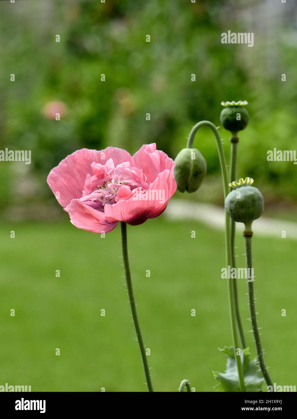 Double flower headed giant poppy flowers in pink Stock Photo - Alamy