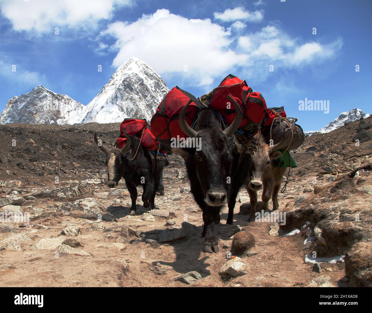 caravan of yaks with bags on the way to mount Everest base camp - nepal himalayas mountains ...