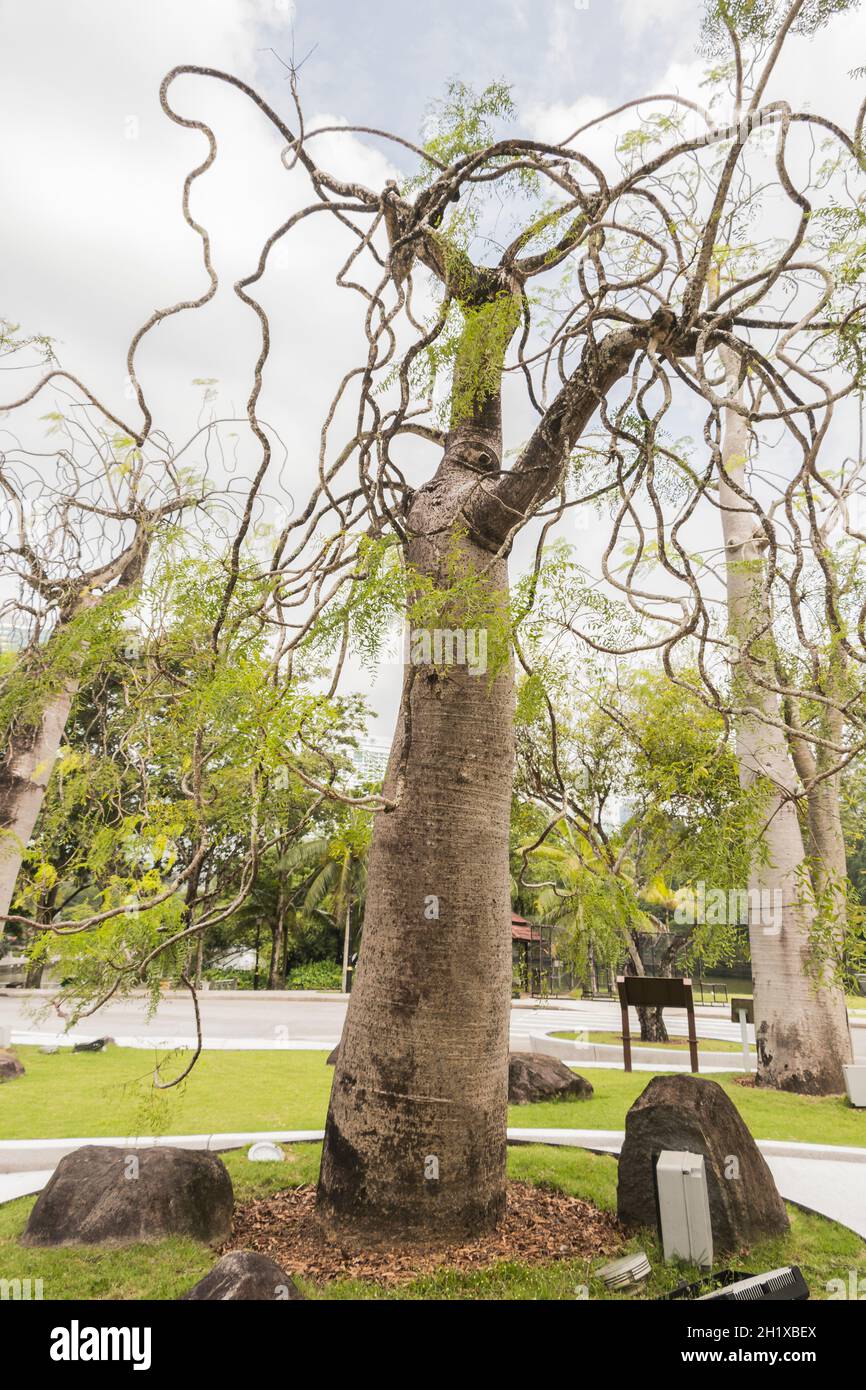 Moringa drouhardii bottle tree in the tropical nature in Perdana ...