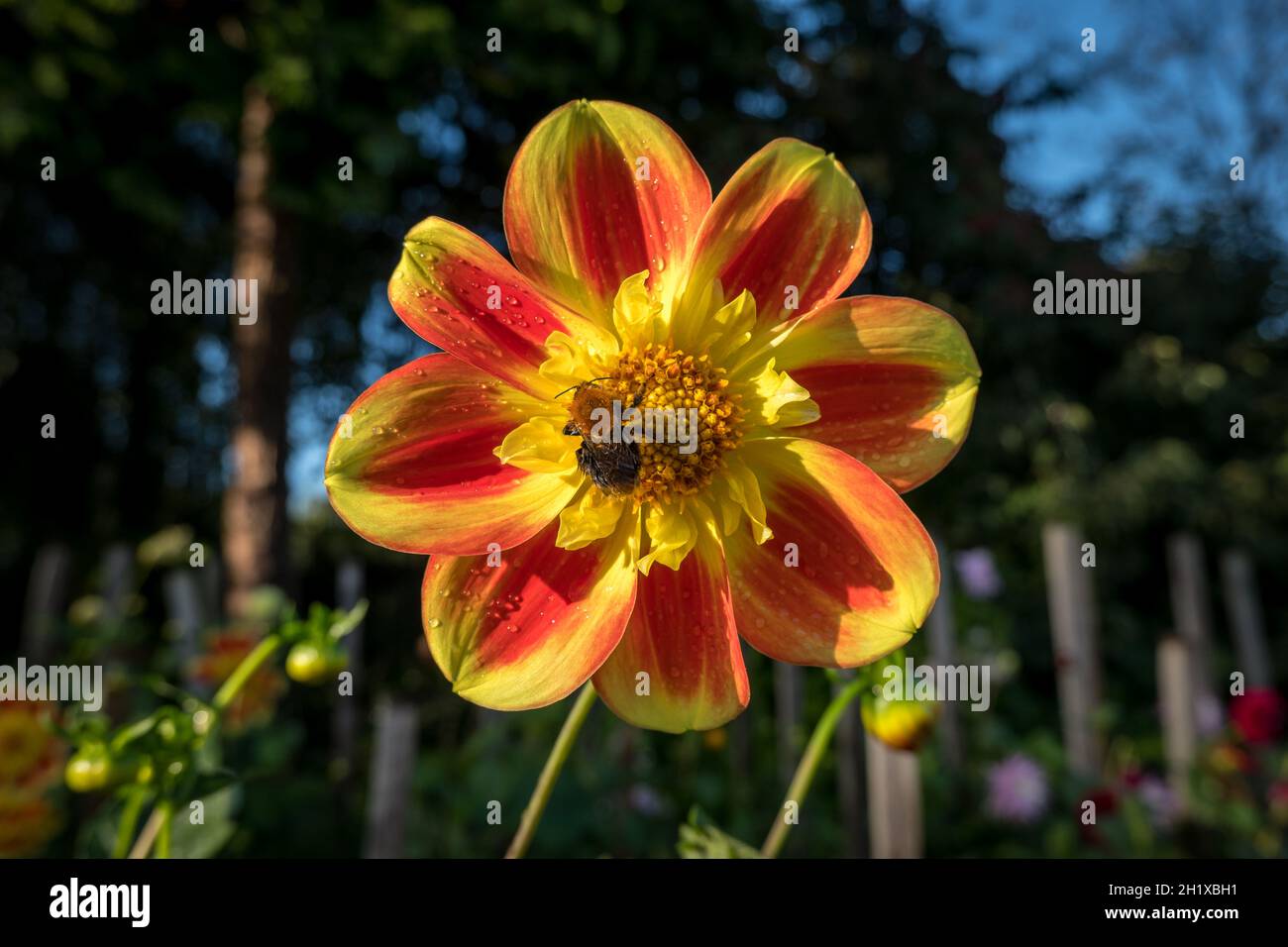 Rebecca sun hi-res stock photography and images - Alamy