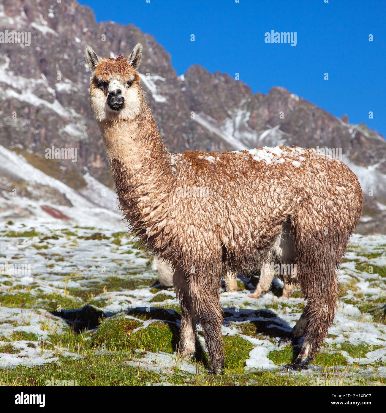 Peruvian lama group hi-res stock photography and images - Alamy