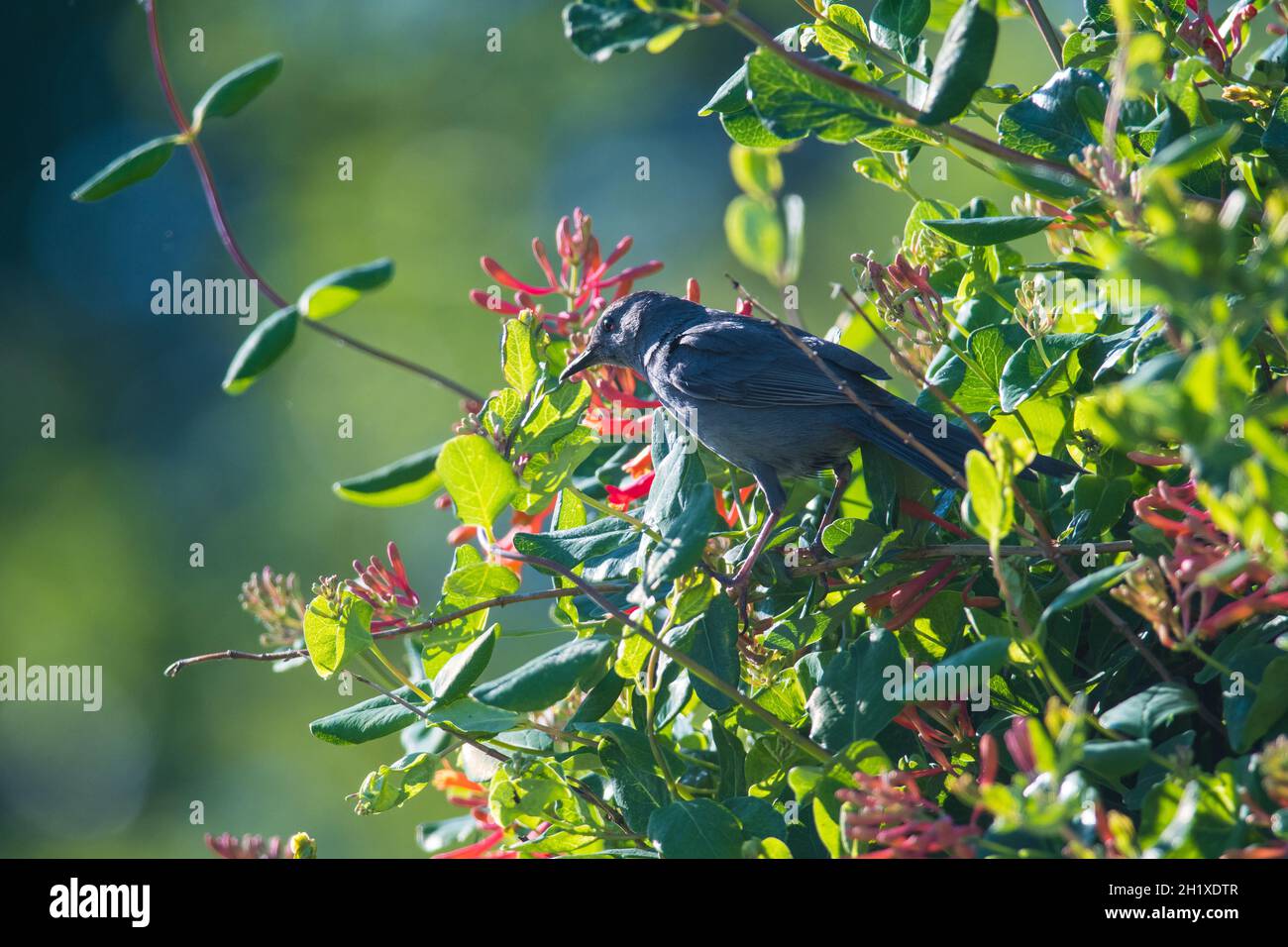 Bird watching photos hi-res stock photography and images - Alamy