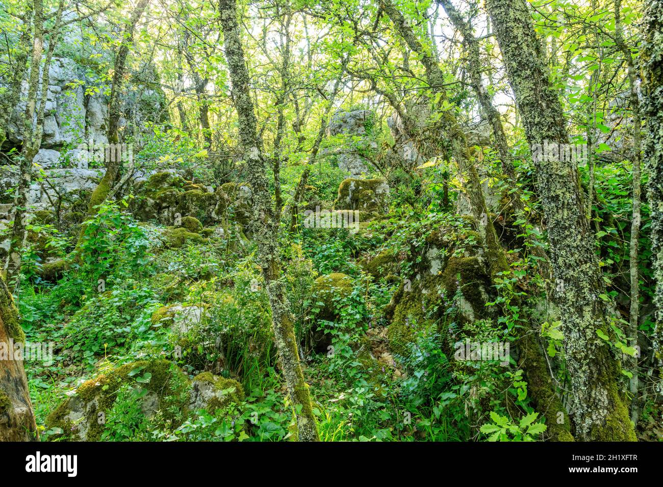France, Ardeche, Parc naturel regional des Monts d'Ardeche (Monts d ...