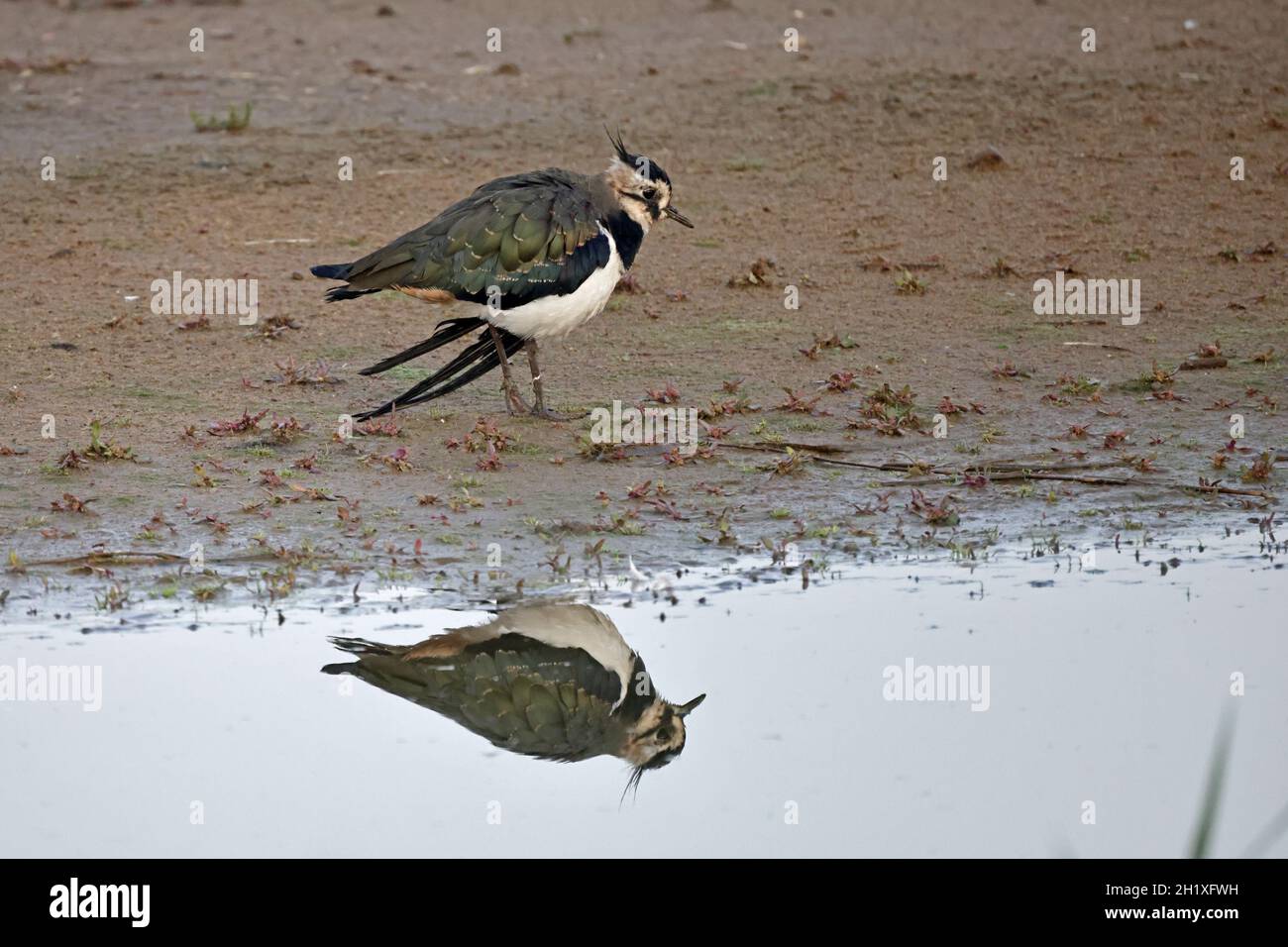 Lapwing with broken wing at RSPB Minsmere Reserve Suffolk UK Stock ...