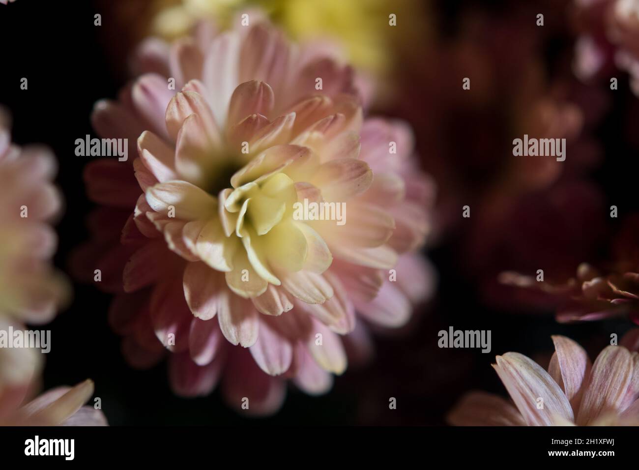 Single Mum Flower Blossom Stock Photo - Alamy