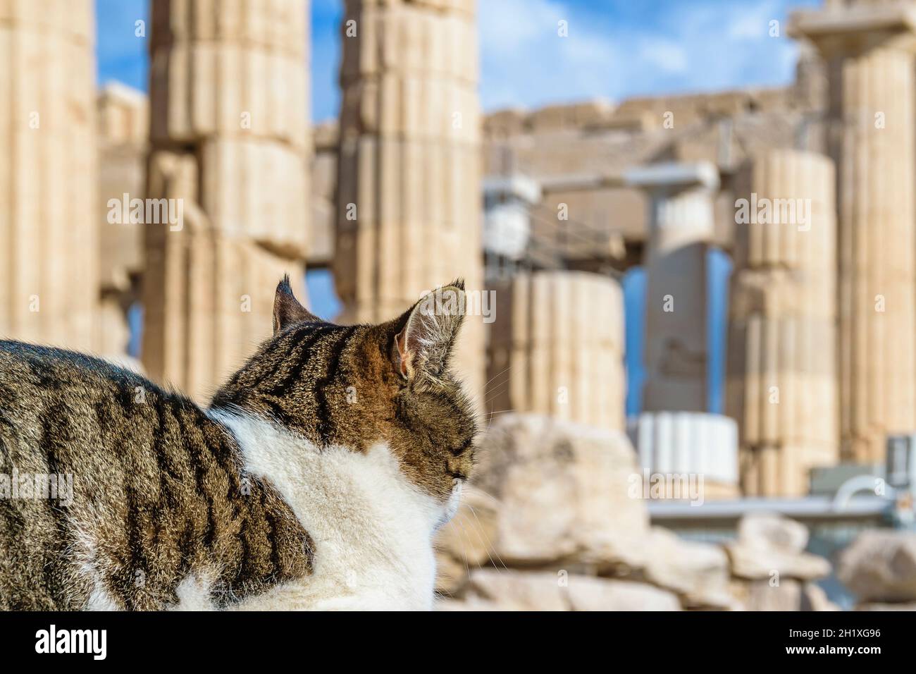 Acropolis cat hi-res stock photography and images - Alamy