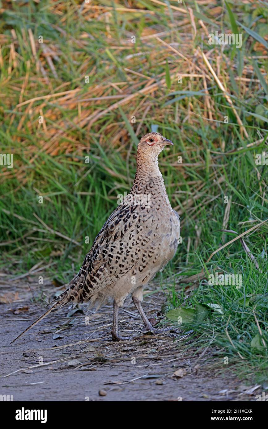 Female Pheasant at RSPB Minsmere Reserve Suffolk Stock Photo - Alamy
