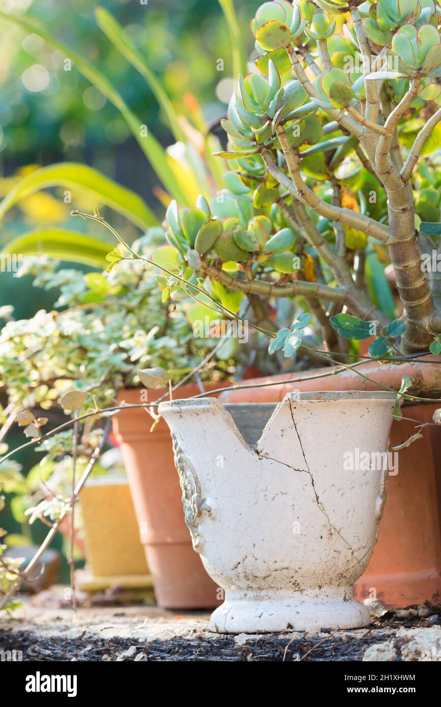 Broken pot garden hi-res stock photography and images - Alamy