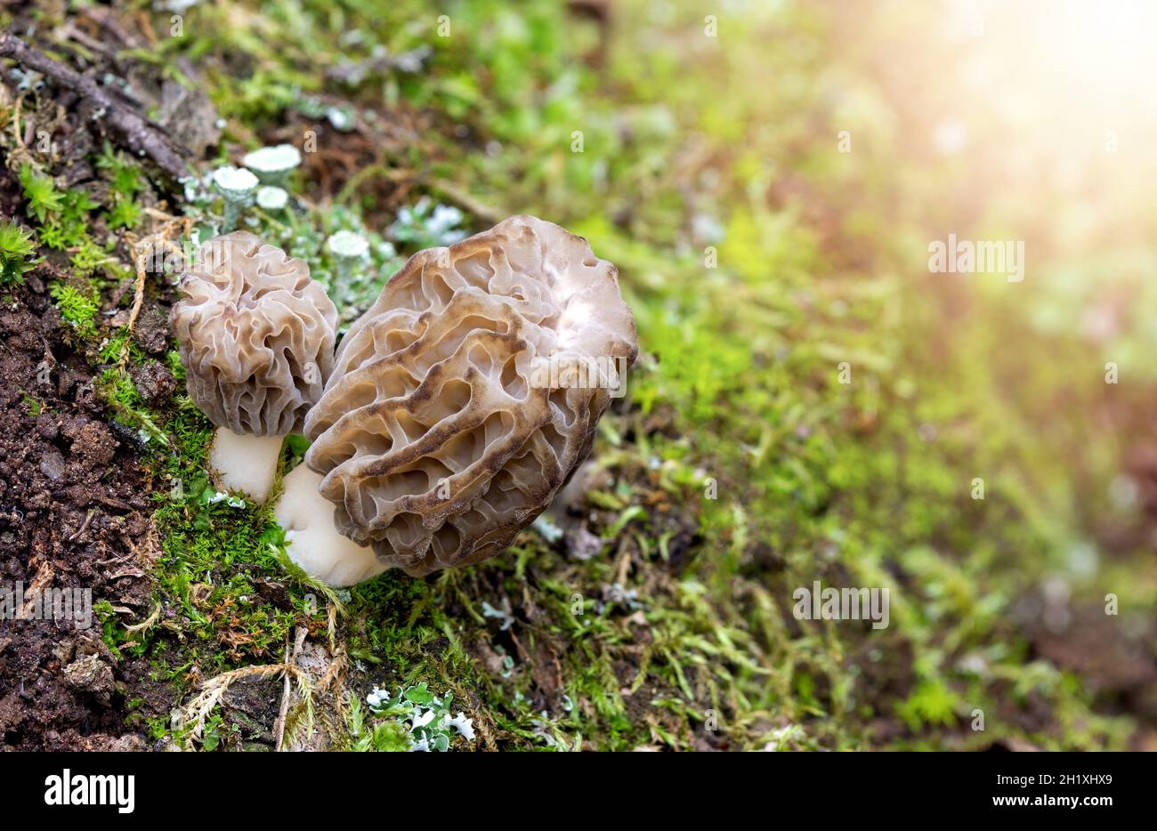 Macro shot of Morchella esculenta growing in the woods. Common morel ...