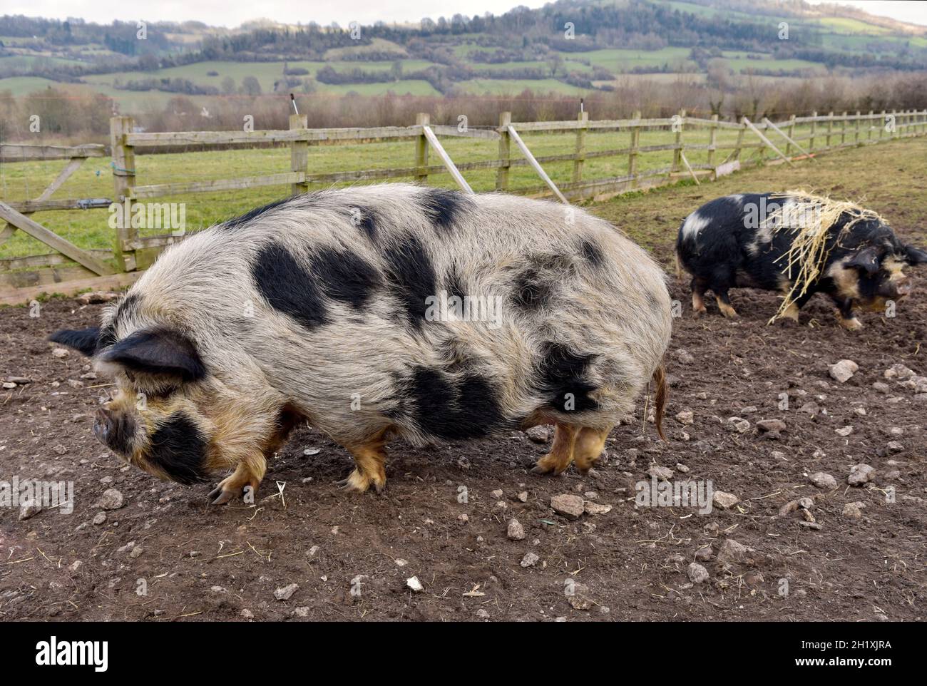 Gloucestershire Old Spot cross pigs in paddock Stock Photo - Alamy