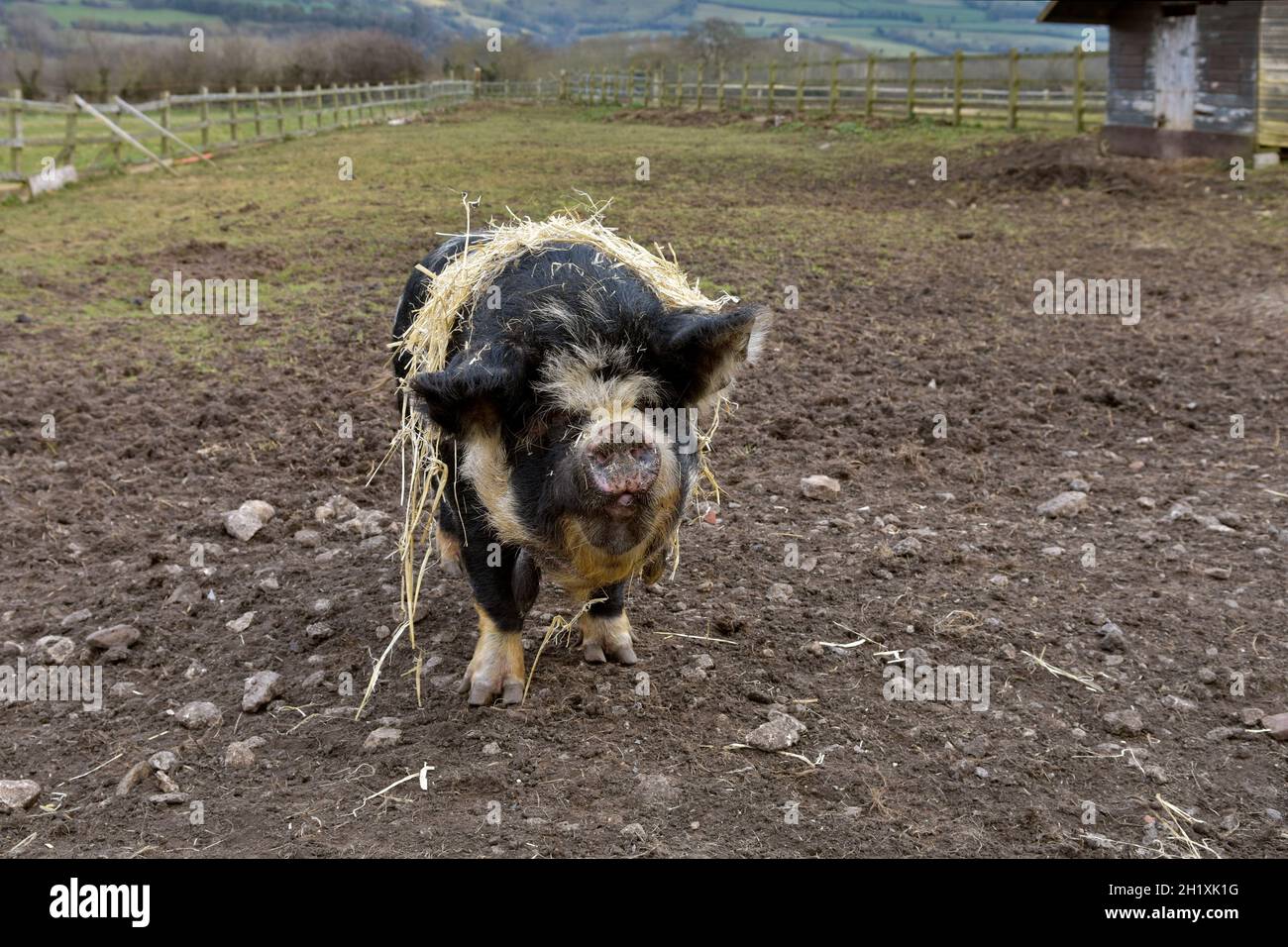 Gloucestershire old spot pig hi-res stock photography and images - Alamy