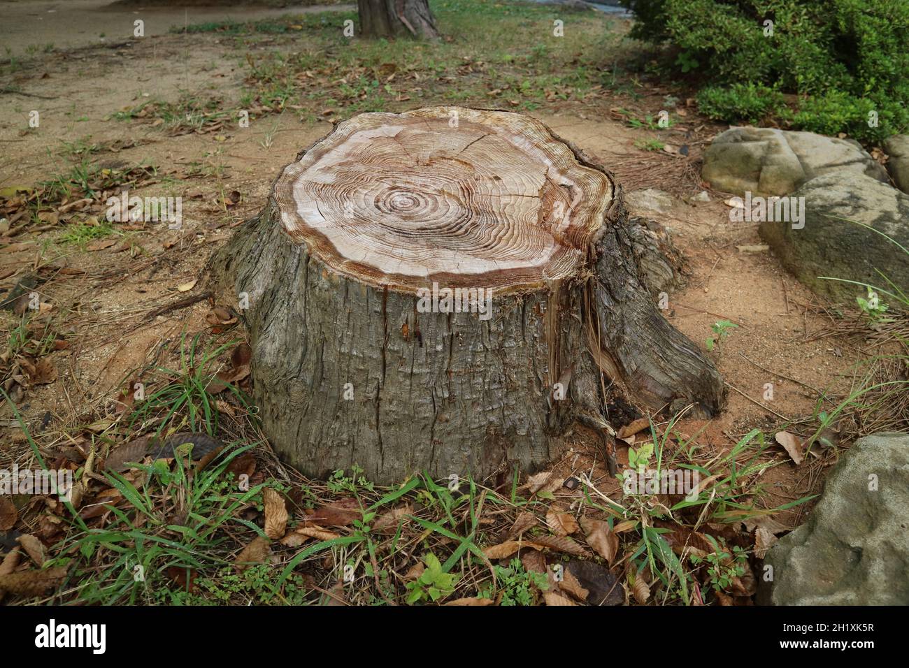 The base of a big tree in the forest Stock Photo - Alamy