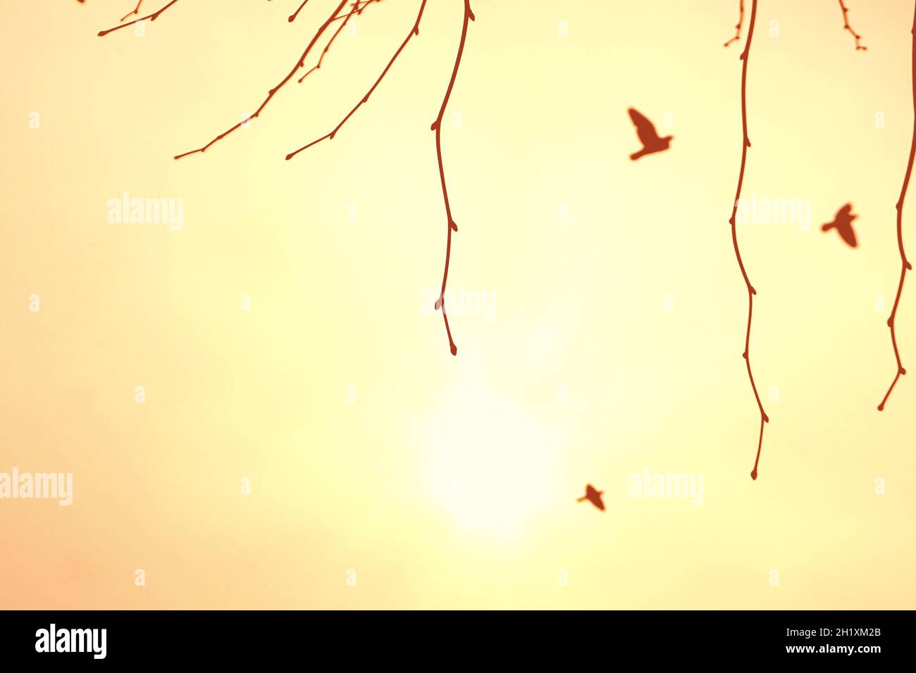 Silhouette birds flying past sun hi-res stock photography and images ...