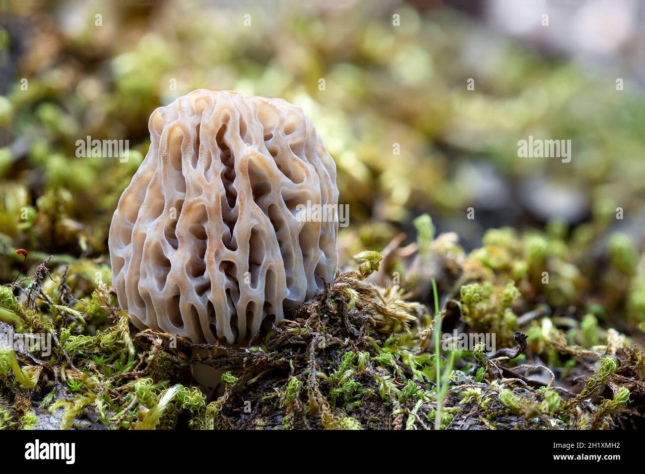 Macro shot of Morchella esculenta growing in the woods. Common morel ...