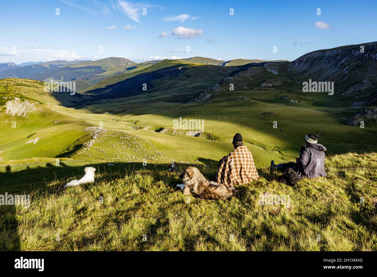 Herder sheep hi-res stock photography and images - Alamy