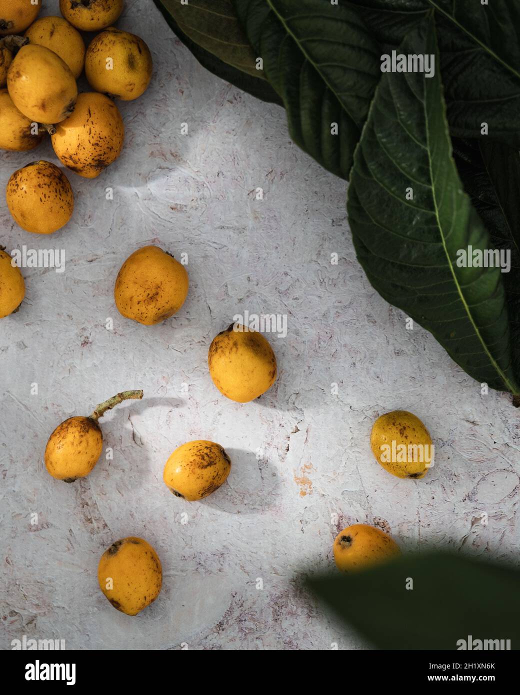 Loquat leaf hi-res stock photography and images - Alamy
