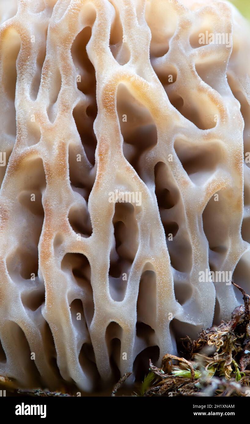 Macro shot of Morchella esculenta growing in the woods. Common morel ...
