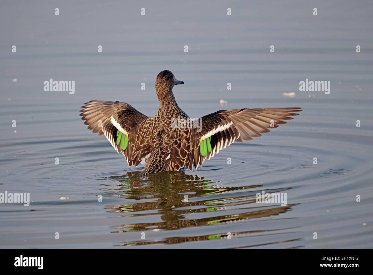 Female Common Teal at RSPB Minsmere Reserve Suffolk Stock Photo - Alamy