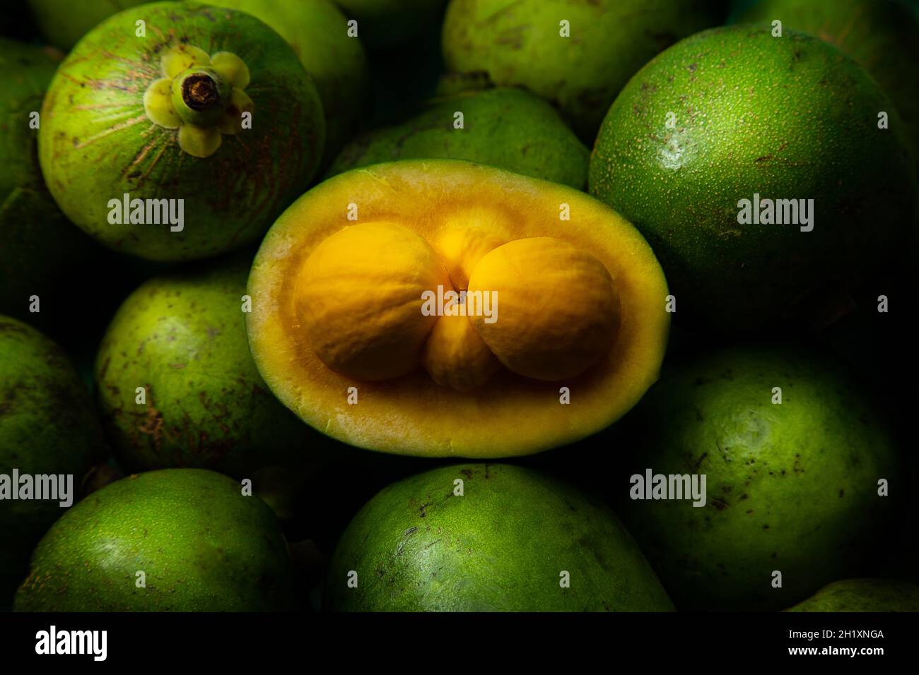 Some ripe pequi fruits. Pequi, fruit from the Brazilian cerrado, very ...