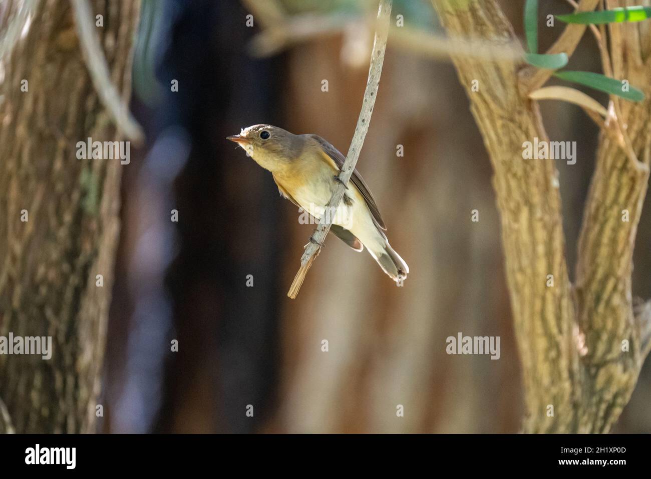 Red Breasted Flycatcher High Resolution Stock Photography and Images ...