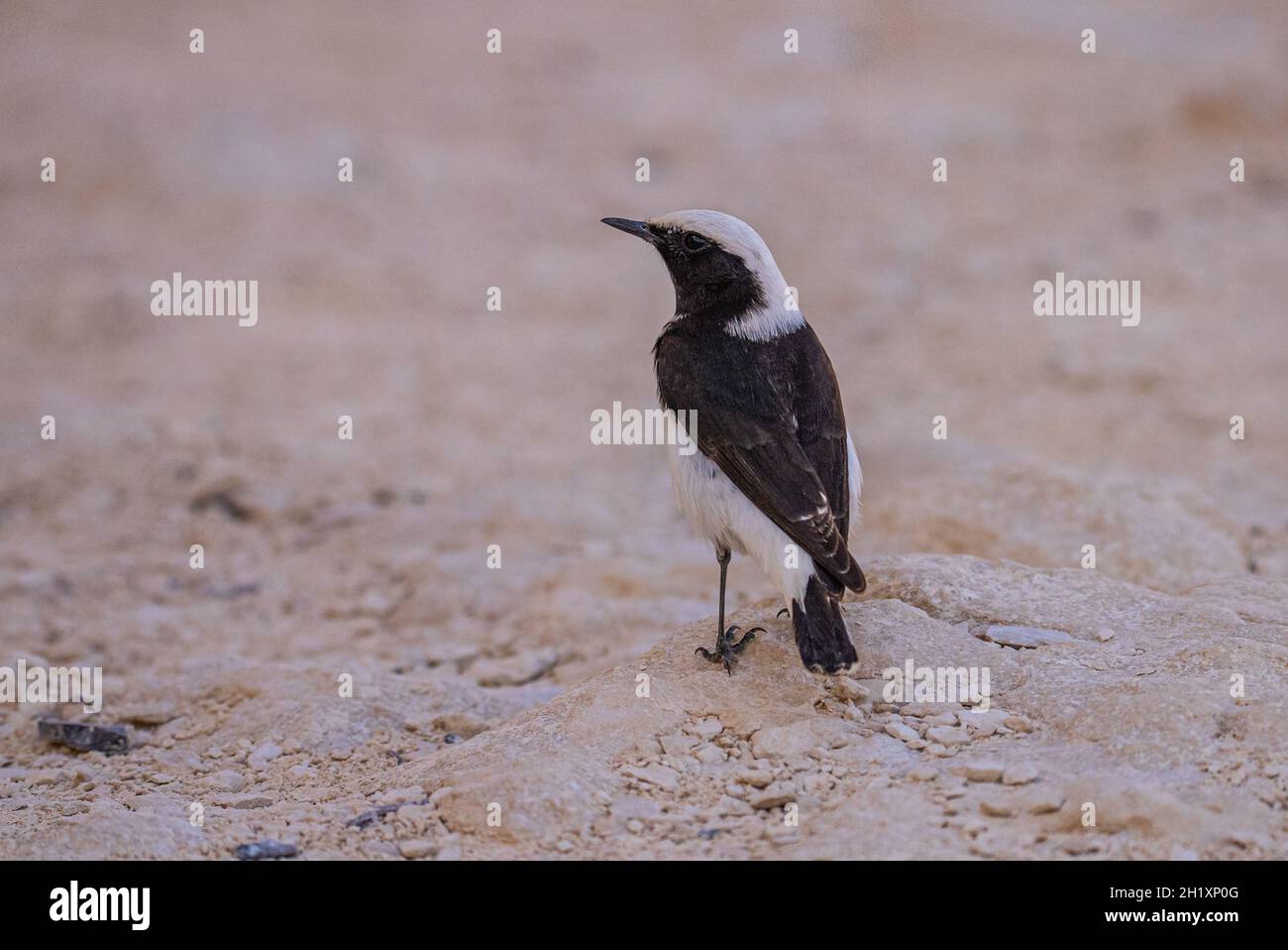 Mourning wheatear hi-res stock photography and images - Alamy