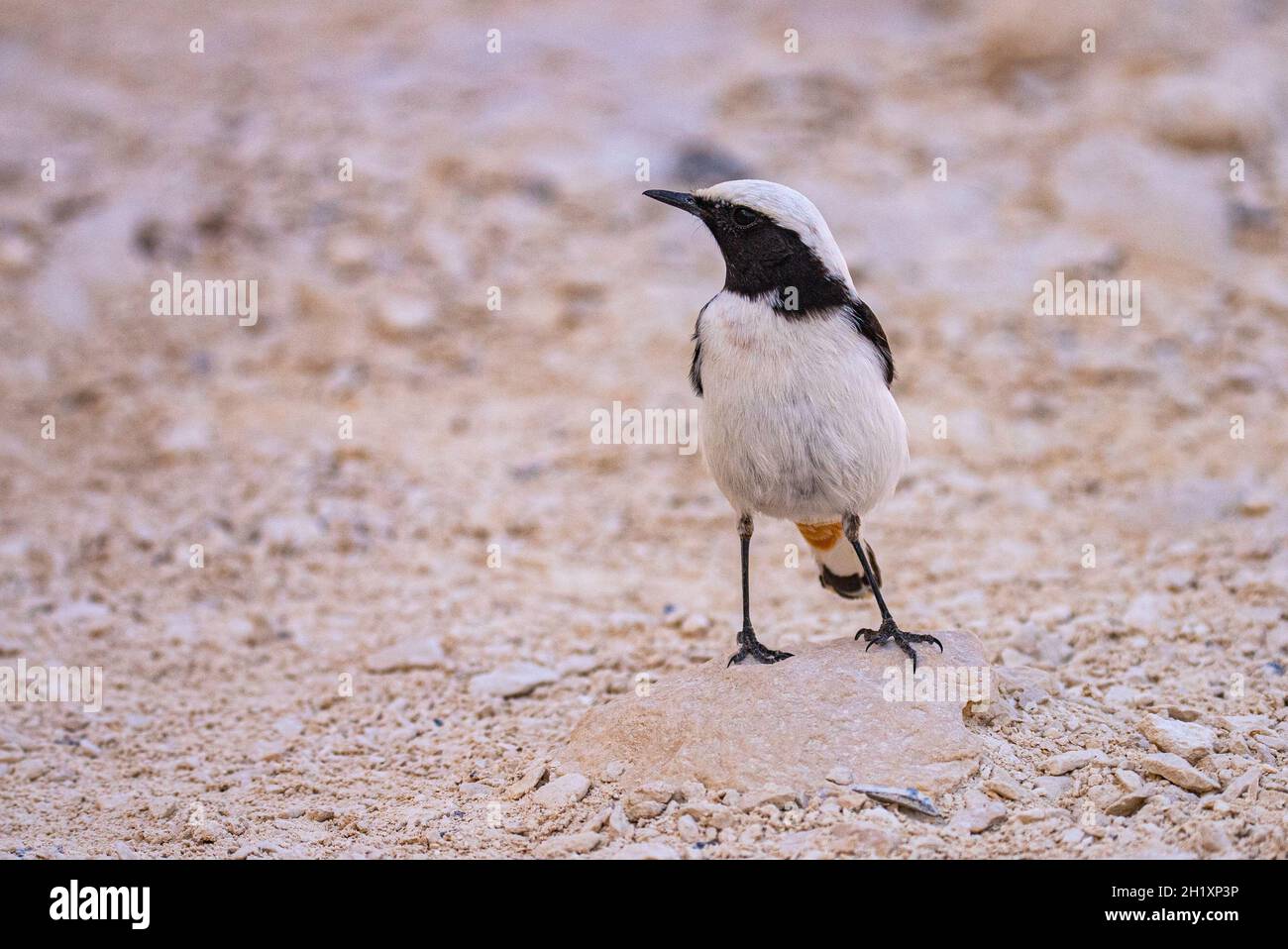 Oenanthe lugens hi-res stock photography and images - Alamy