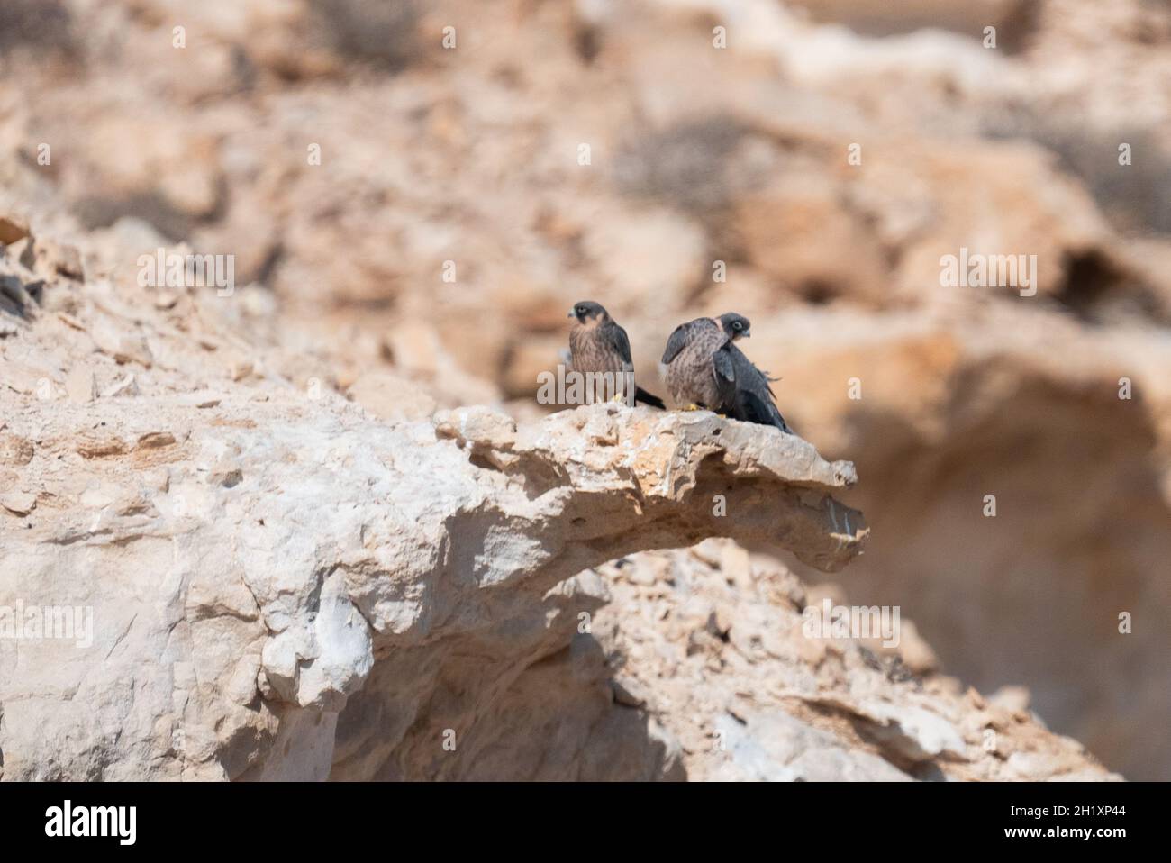 Sooty Falcon (Falco concolor Stock Photo - Alamy