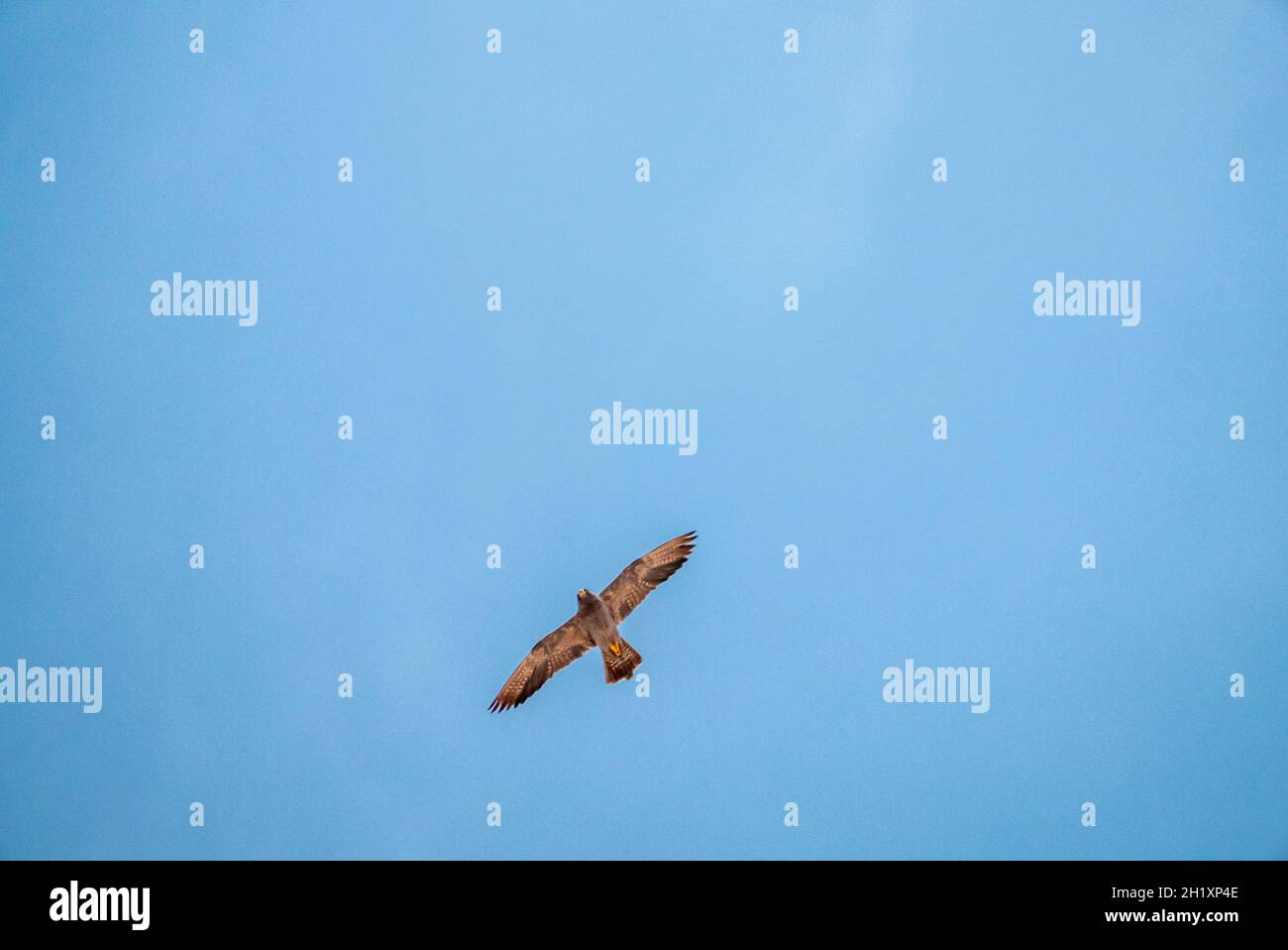 Sooty Falcon (Falco concolor Stock Photo - Alamy