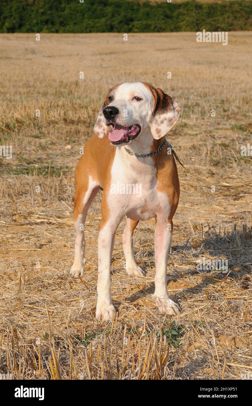 Italian hunting dog hi-res stock photography and images - Alamy
