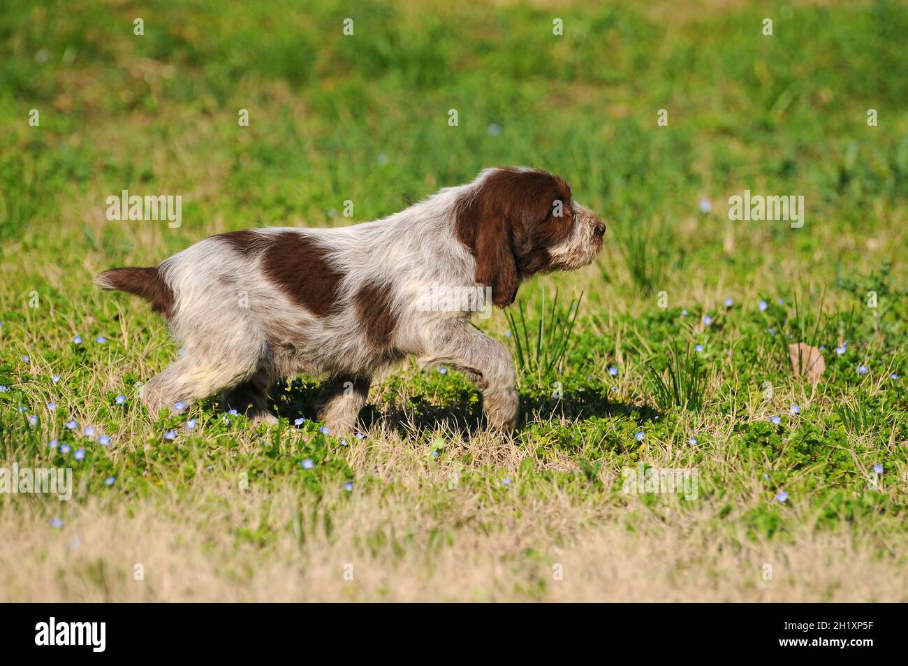 Typical Spinone Italiano hunting dog Stock Photo - Alamy