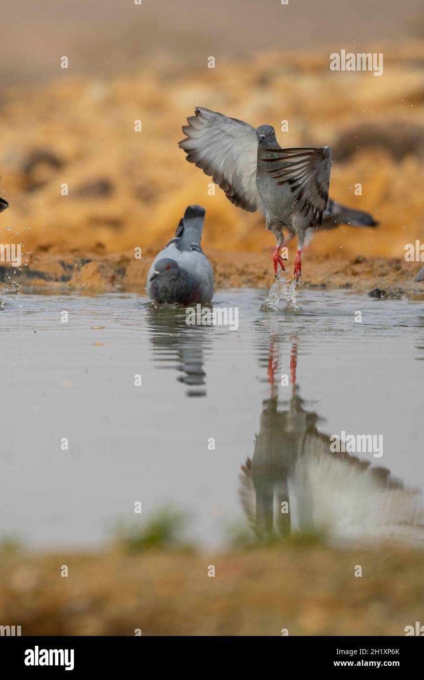 Rock Dove Drinking water from the pool in the desert Stock Photo - Alamy
