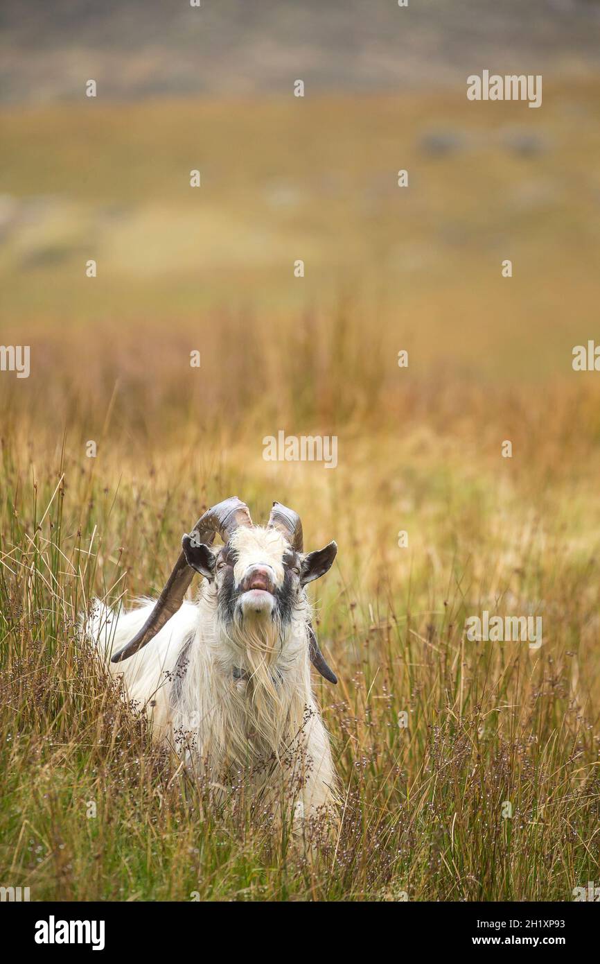 Comical view of Welsh mountain goat with large horns sniffing the air ...