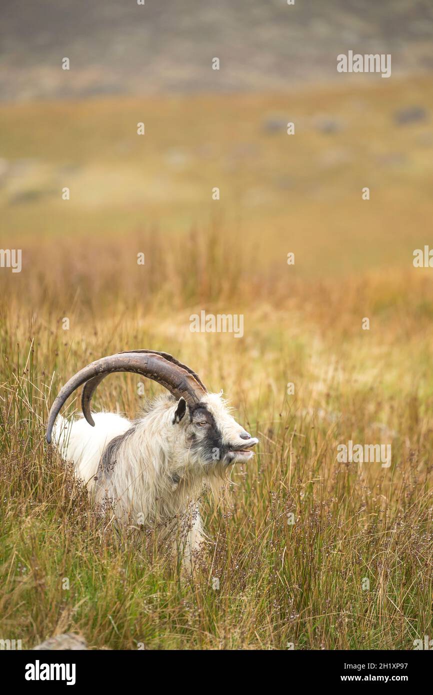Comical view of Welsh mountain goat with large horns sniffing the air ...