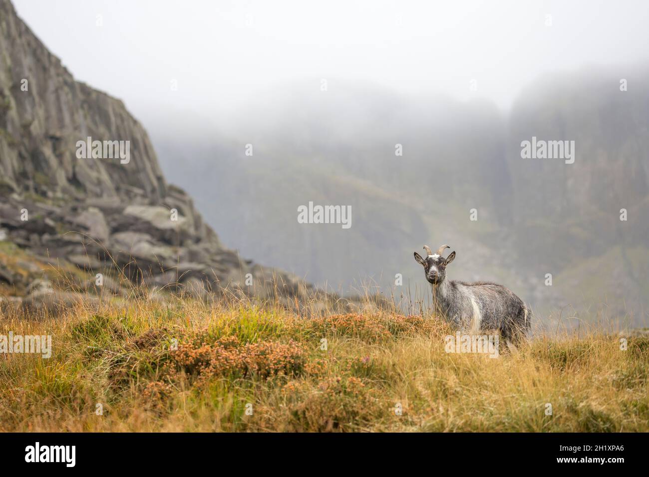 Front view of a staring Welsh mountain goat isolated in Snowdonia ...