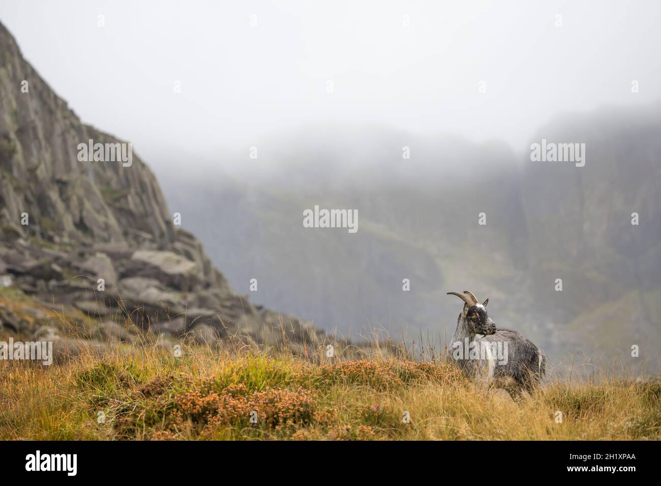 Welsh mountain goat isolated in Snowdonia National Park, North Wales ...