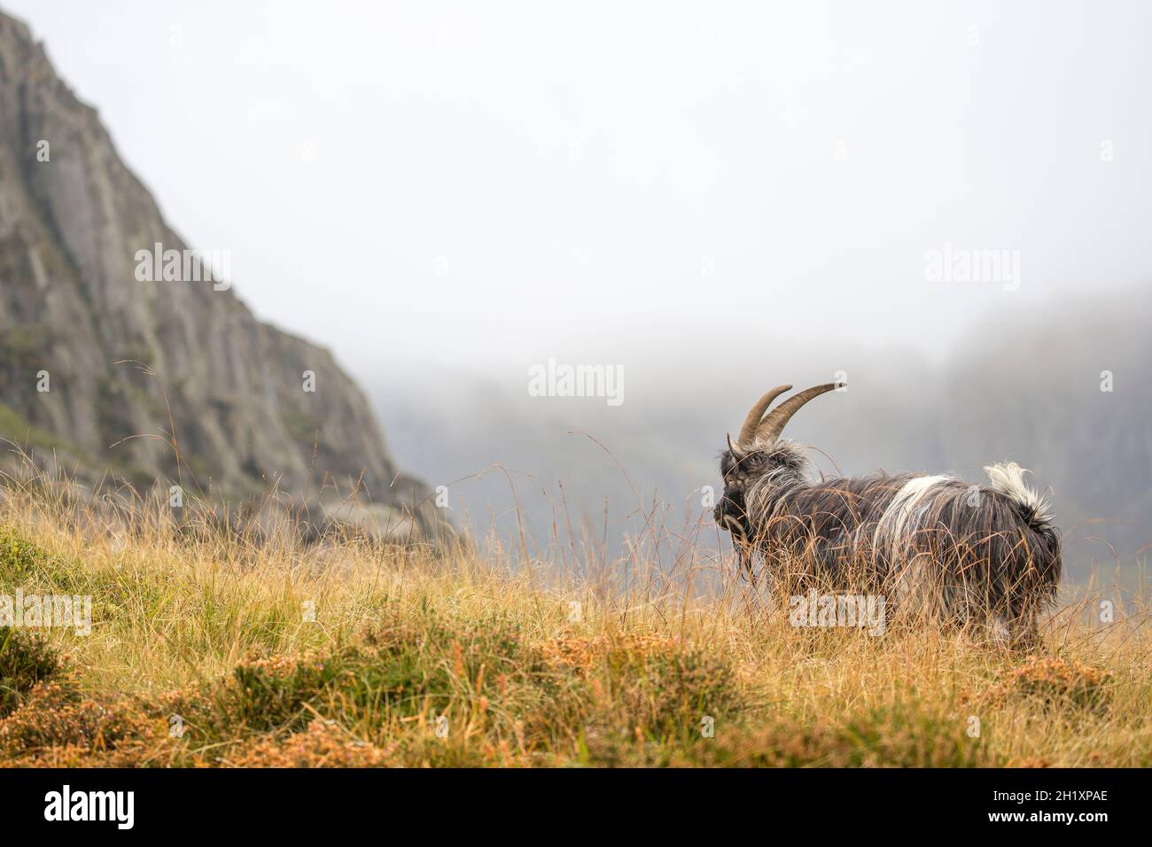 Rear view of Welsh mountain goat isolated in Snowdonia National Park ...