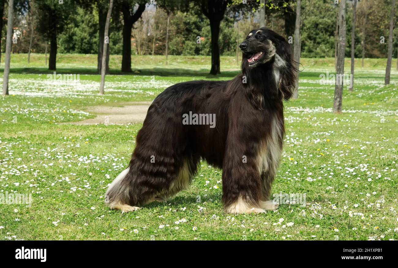 Long haired afghan hi-res stock photography and images - Alamy