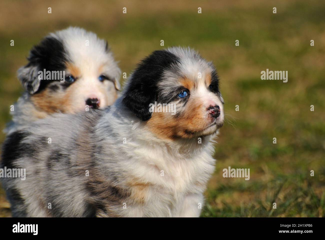 Australian Shepherd purebred puppies in the meadow Stock Photo - Alamy