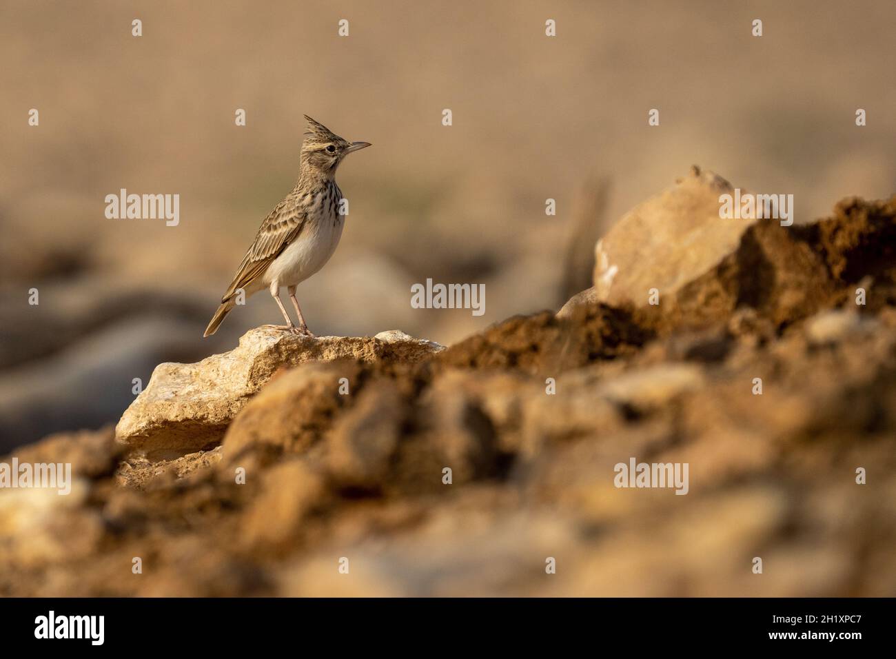 crested lark (Galerida cristata Stock Photo - Alamy