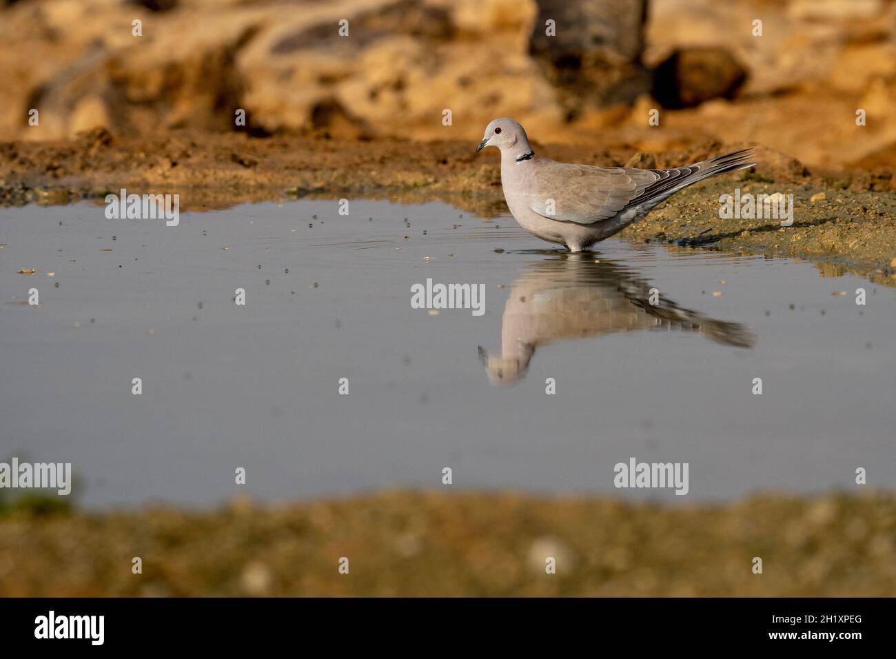 Rare dove hi-res stock photography and images - Alamy