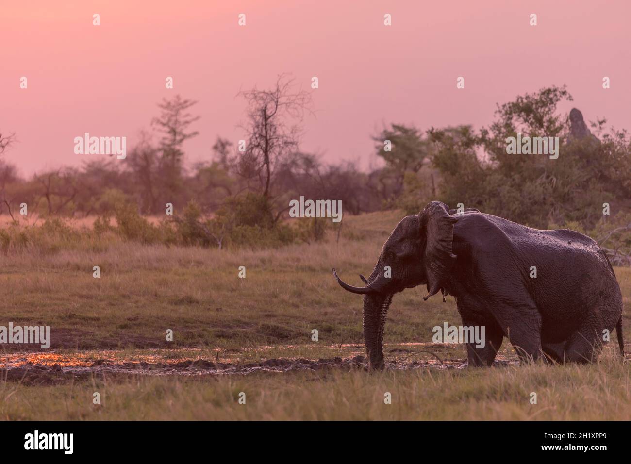 African bush elephant (Loxodonta africana) mud bathing. Okavango Delta ...