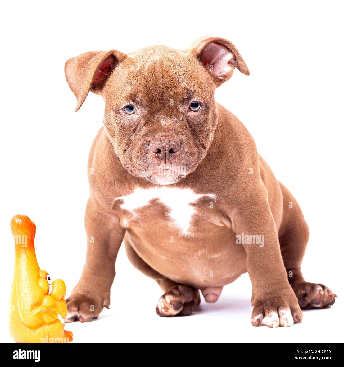 A brown-colored American Bully puppy plays with a plastic toy. Isolated ...