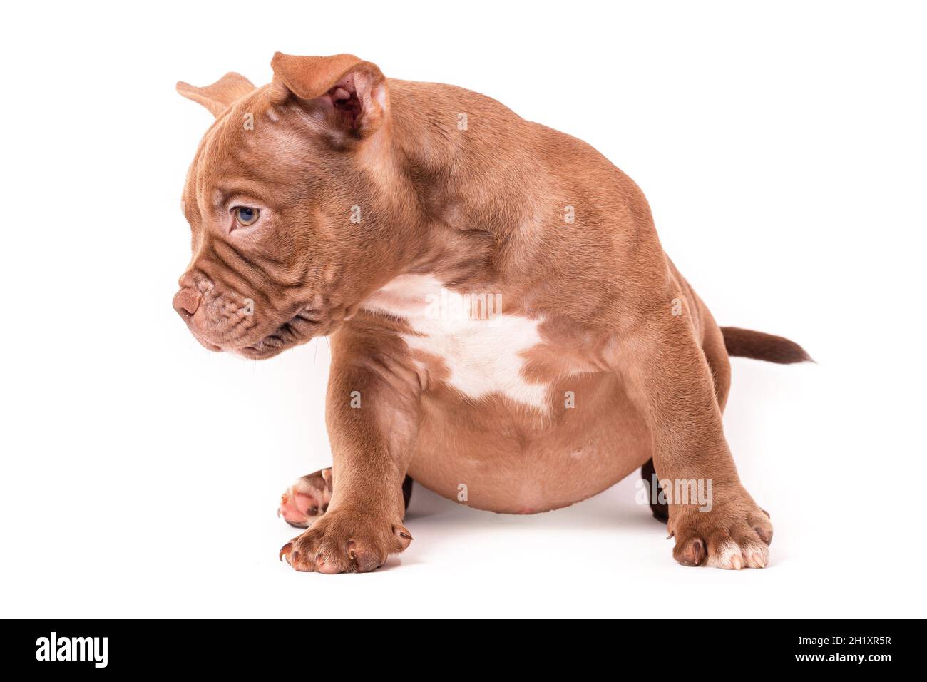 A brown American bully puppy sits quietly and looks away. Isolated on a ...