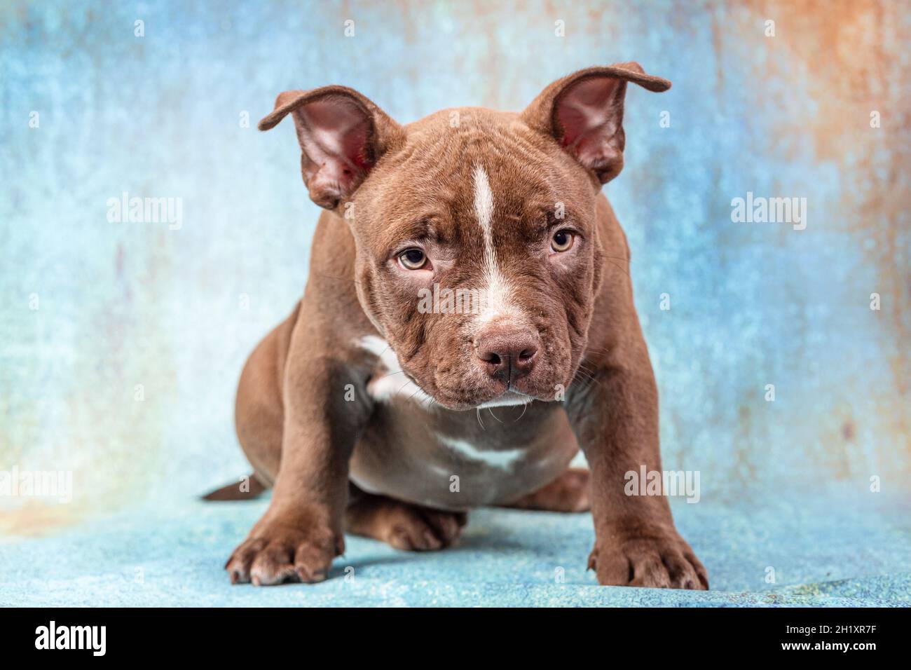 A sad brown American bully puppy sits and stares intently at the viewer ...