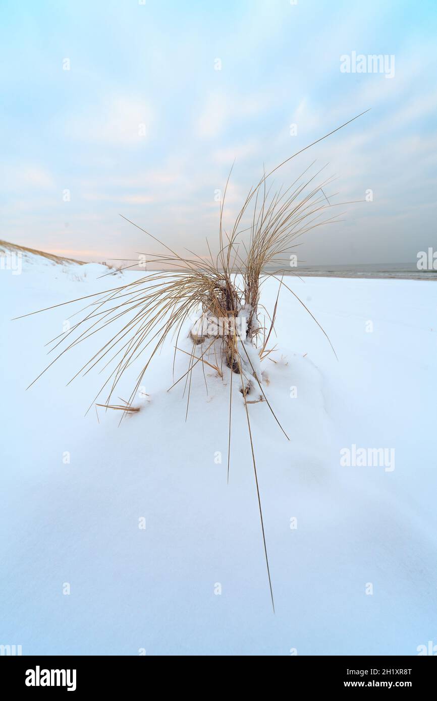Vertical shot of dry plants on a snow-covered beach in Curonian Spit ...