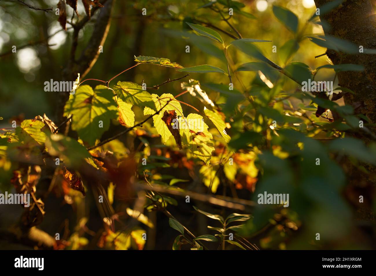 green shrub trees nature close-up Stock Photo - Alamy